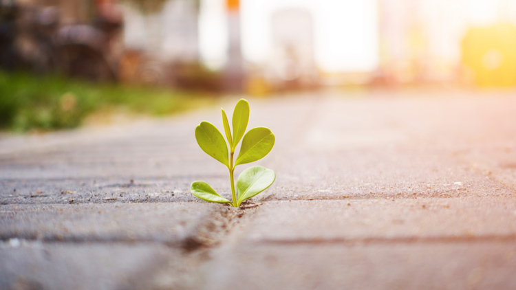 Hope in Barrenness - C. H. Spurgeon Devotional from Truth For Life