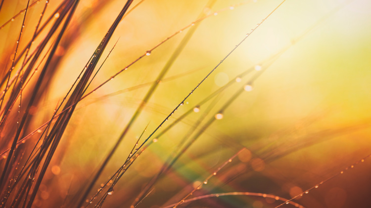 A Golden Sash - C. H. Spurgeon Devotional from Truth For Life